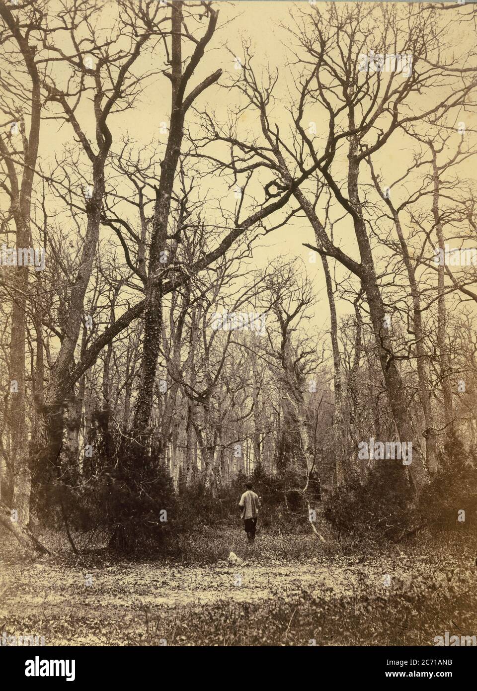 [Man in a Forest Landscape], ca. 1870 Stock Photo - Alamy