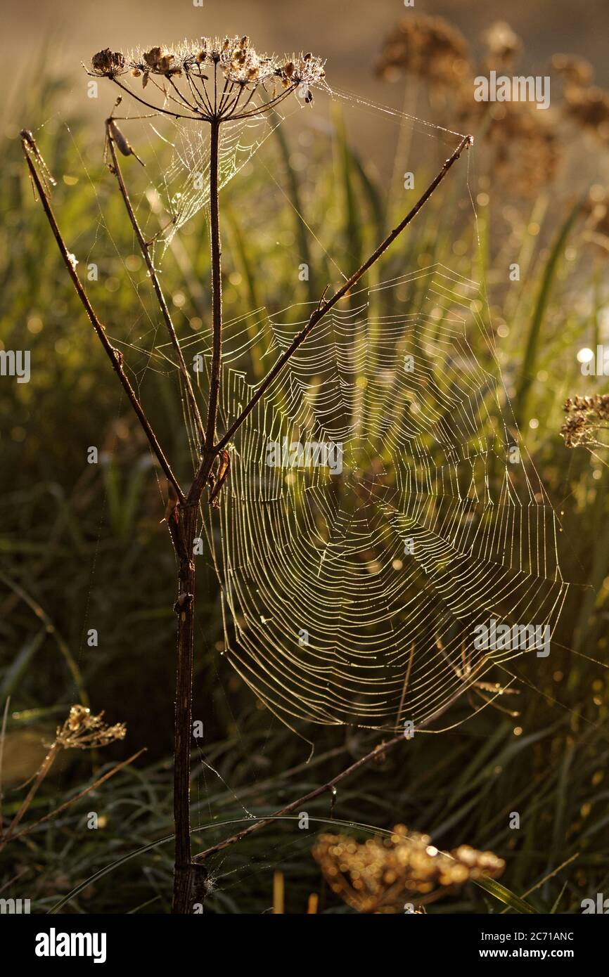 Warm damp habitat hi-res stock photography and images - Alamy