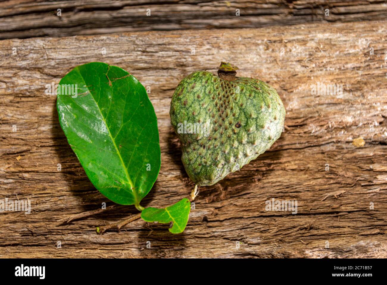 Atemoia fruit and leaf. Atemoia is a hybrid fruit that is obtained by ...