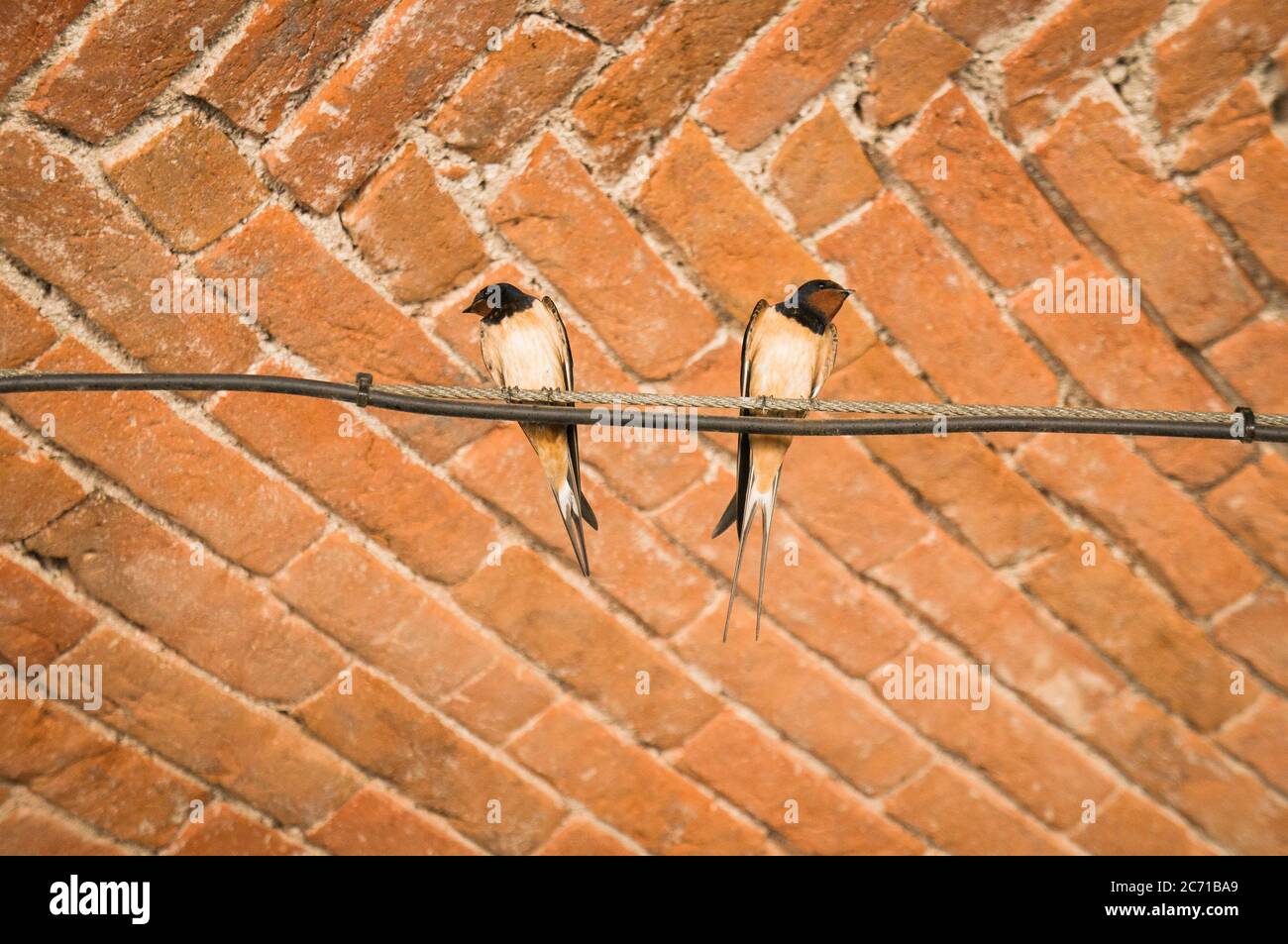 Barn Swallows sit on a wire in a stables, June 14, 2020. (CTK Photo ...