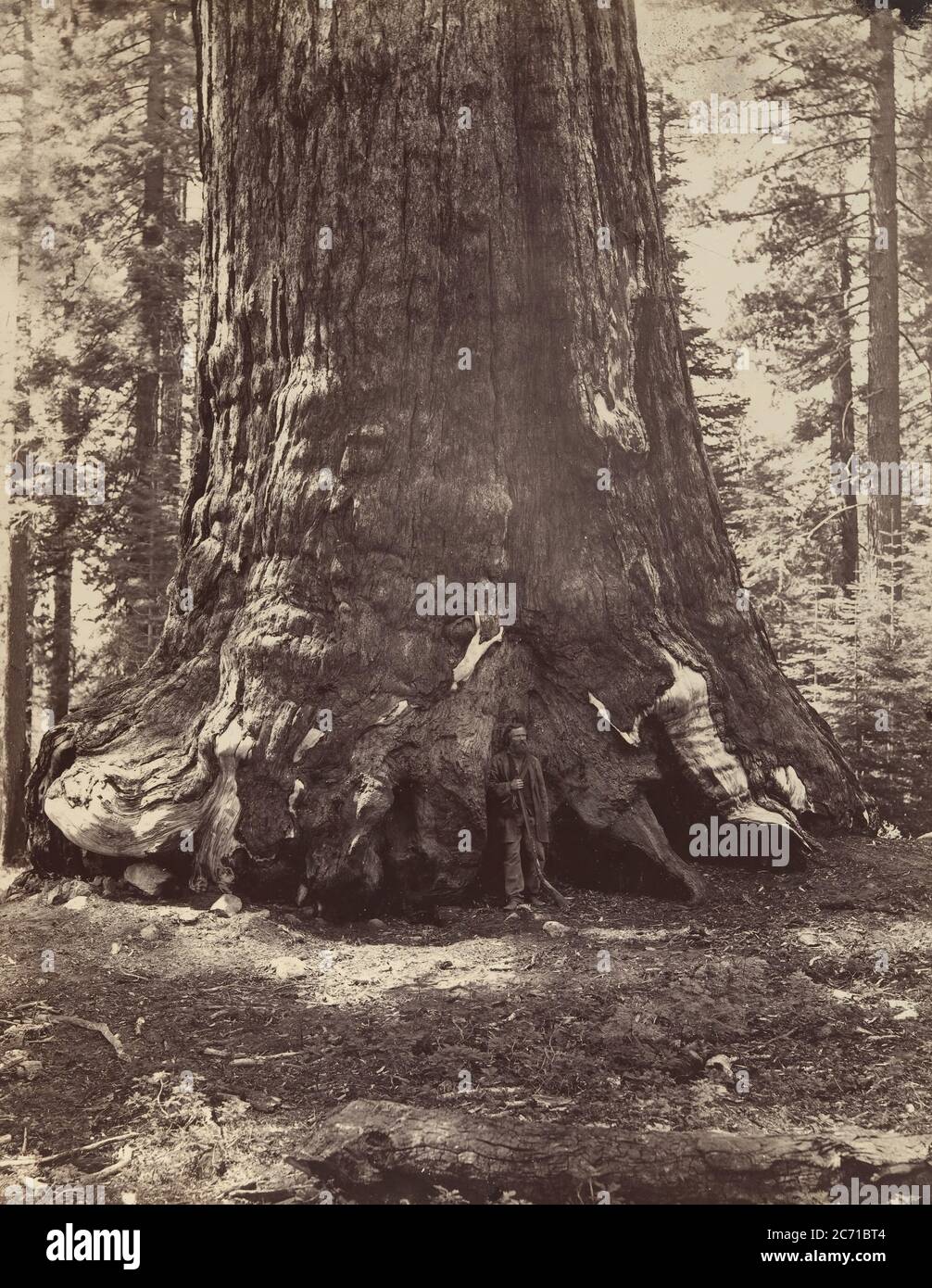 Section of the Grizzly Giant with Galen Clark, Mariposa Grove, Yosemite ...