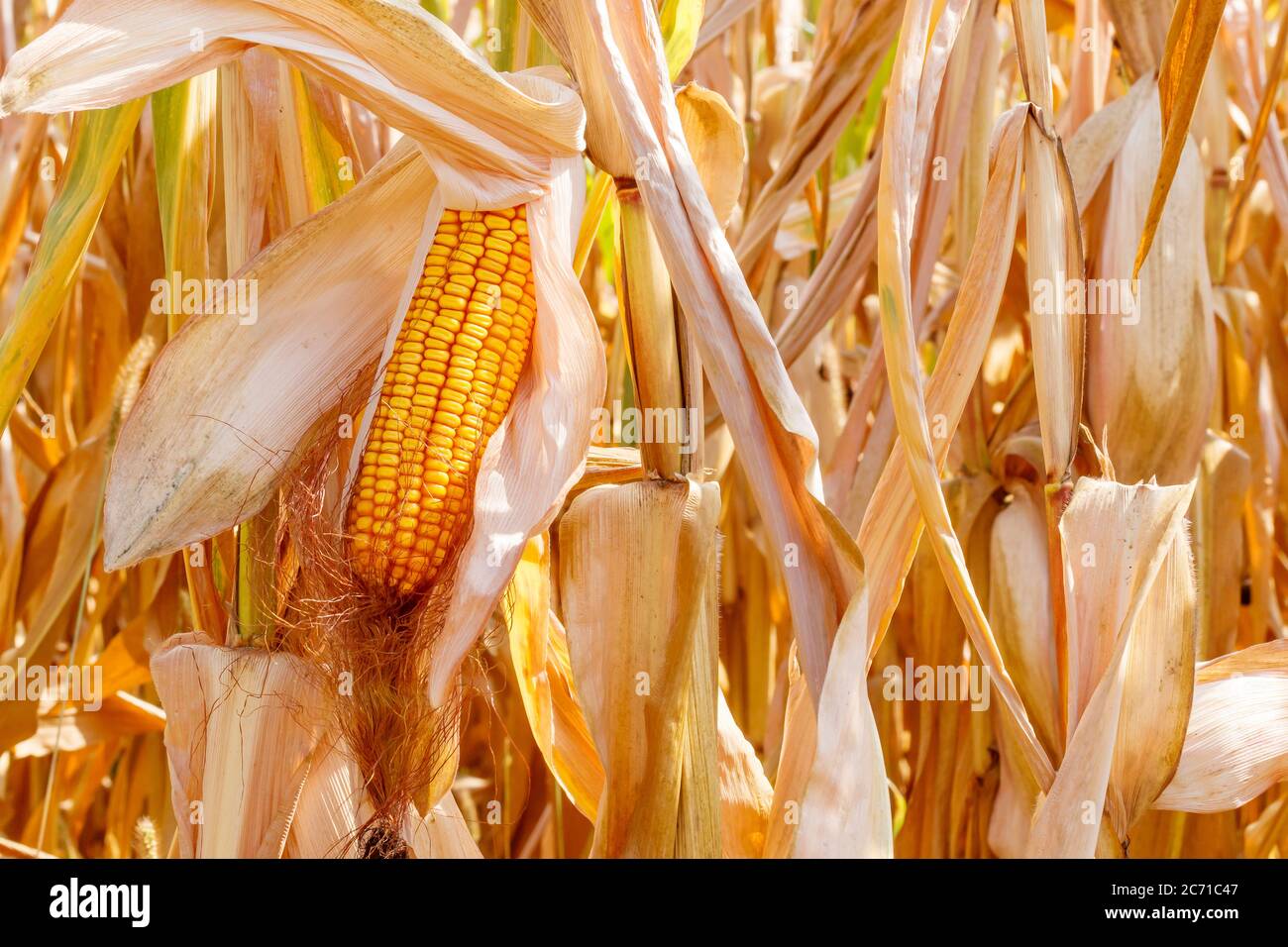 Corn field damaged by drought hi-res stock photography and images - Alamy