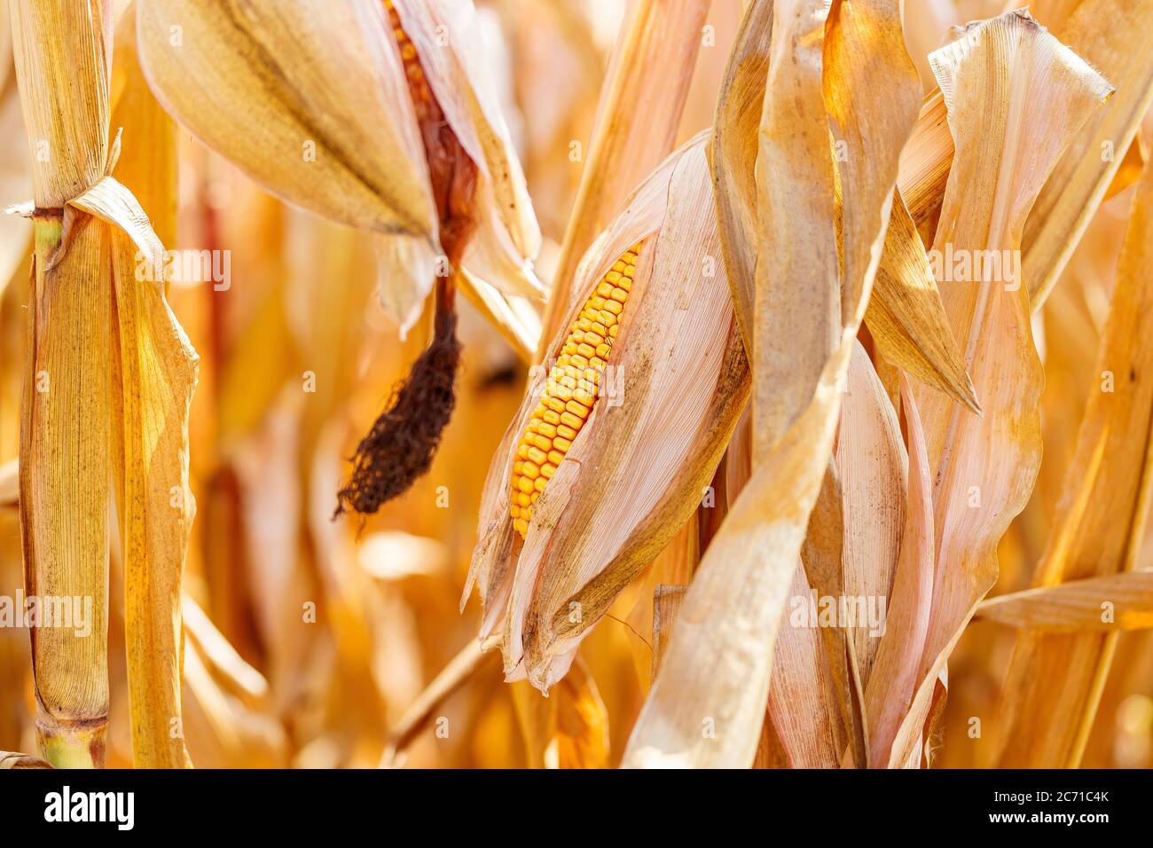 Dead corn on plant hi-res stock photography and images - Alamy