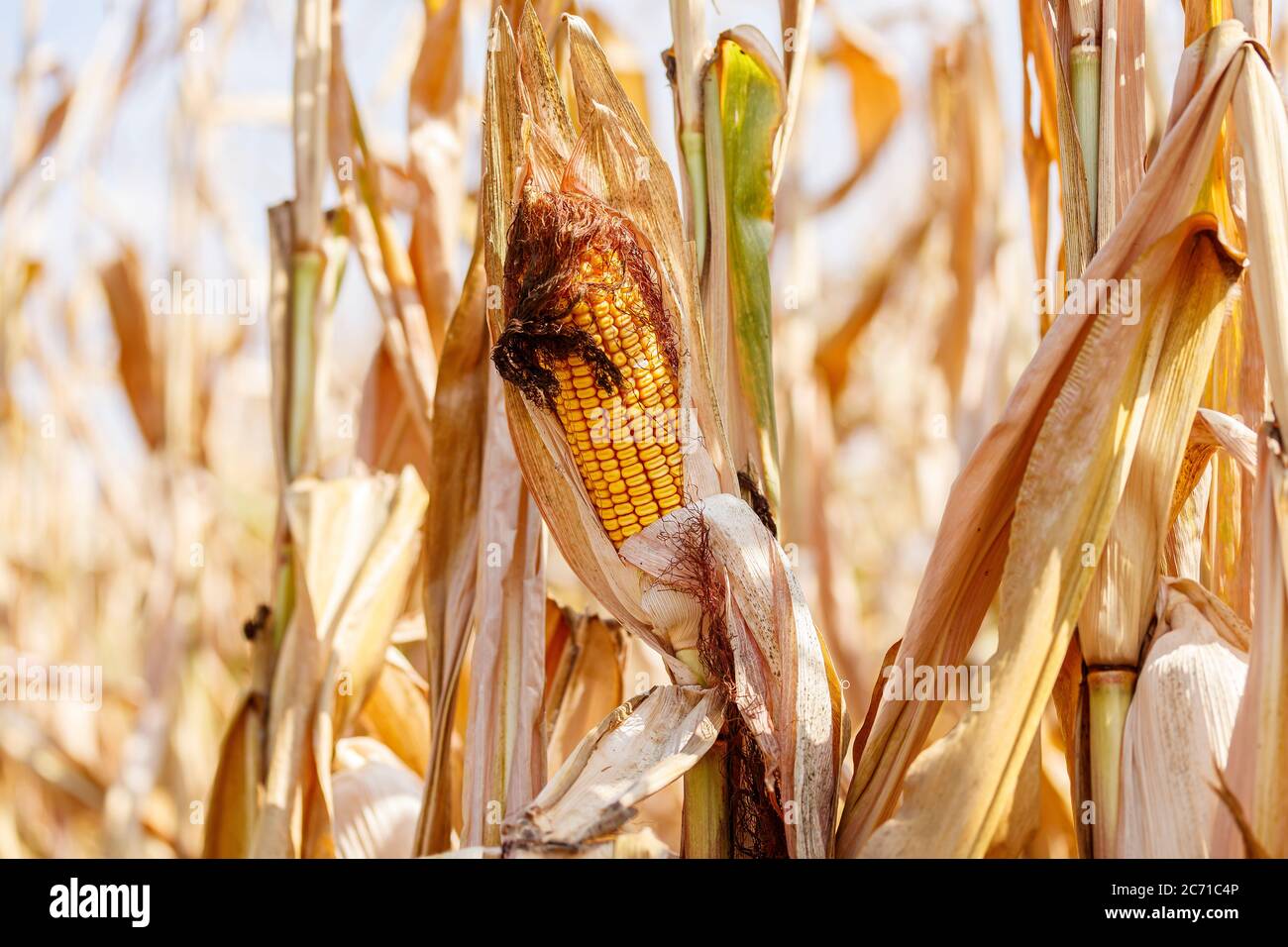 Dead corn on plant hi-res stock photography and images - Alamy