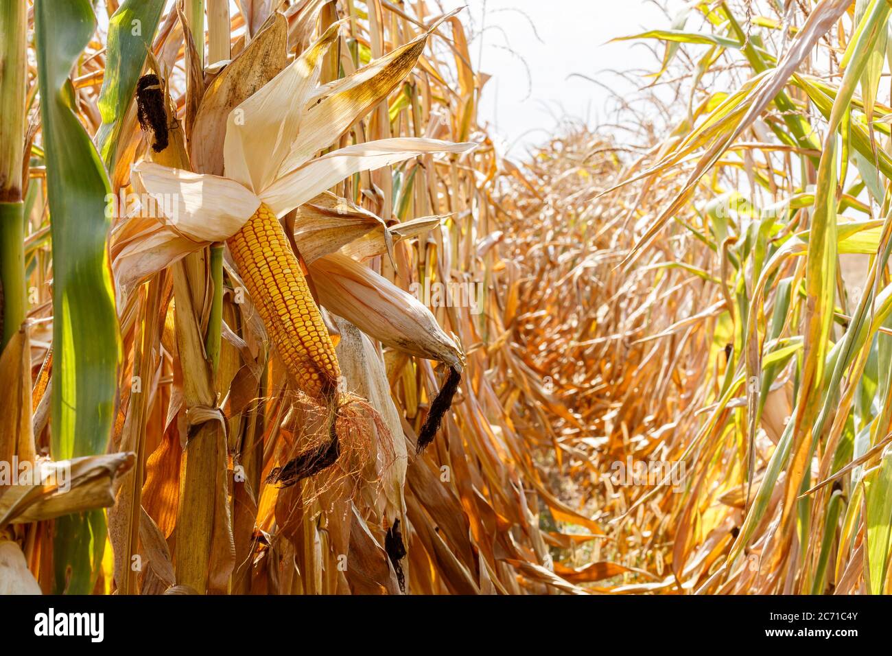 Withered corn field hi-res stock photography and images - Alamy