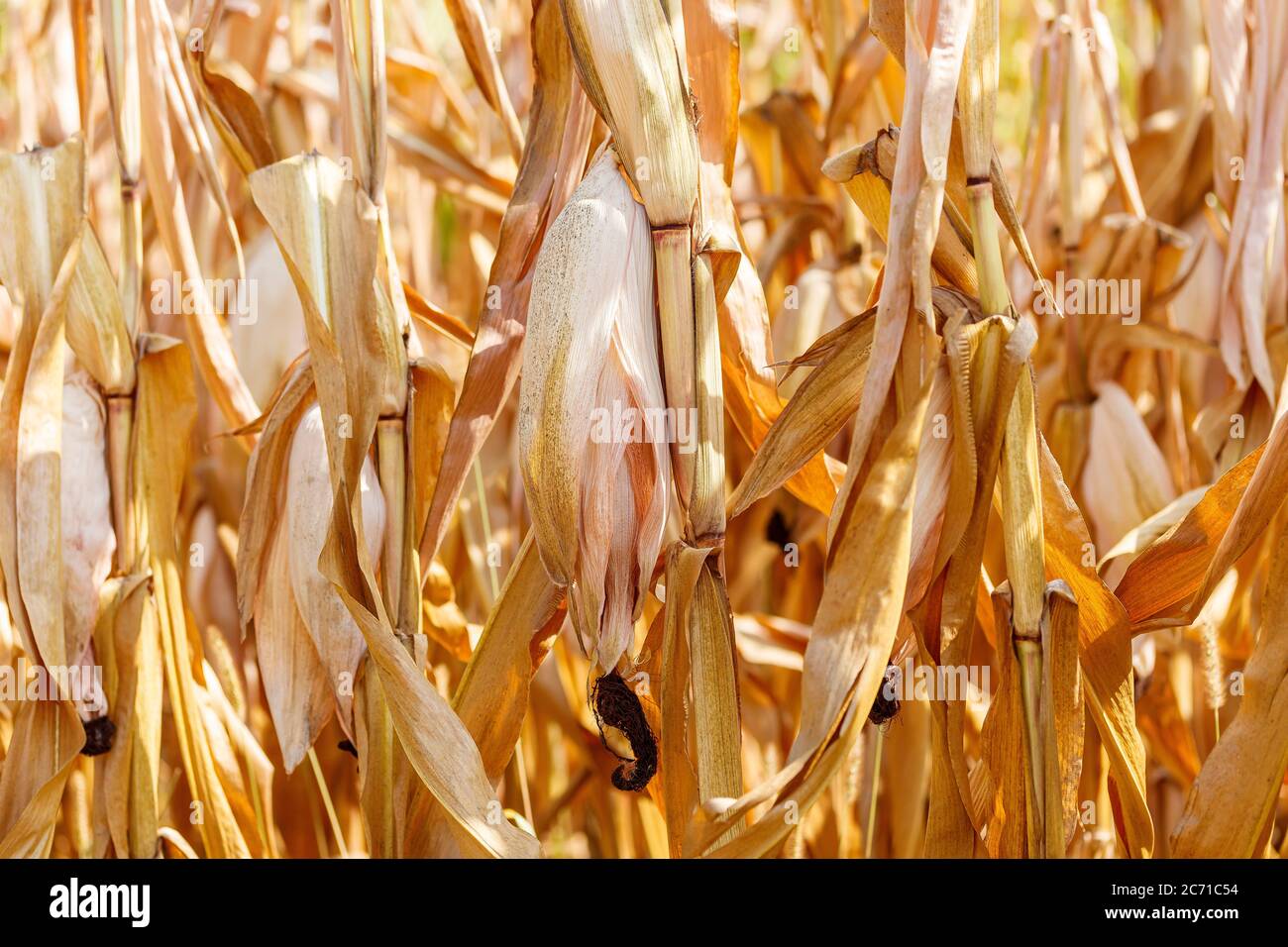 Wilted Crop High Resolution Stock Photography and Images - Alamy