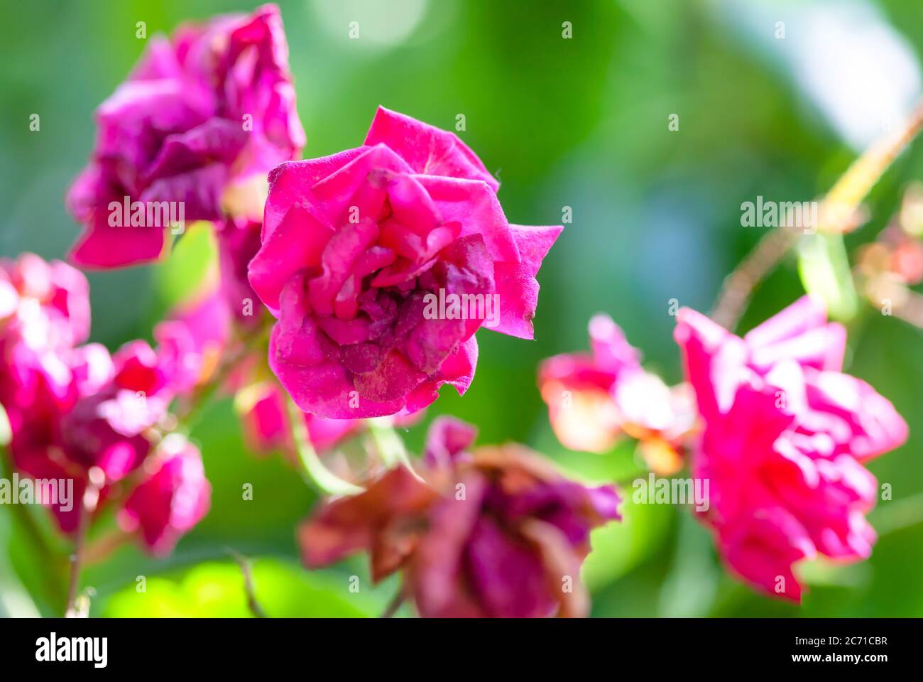 Growing Pink Roses . Flowers in Bright Colors Stock Photo - Alamy