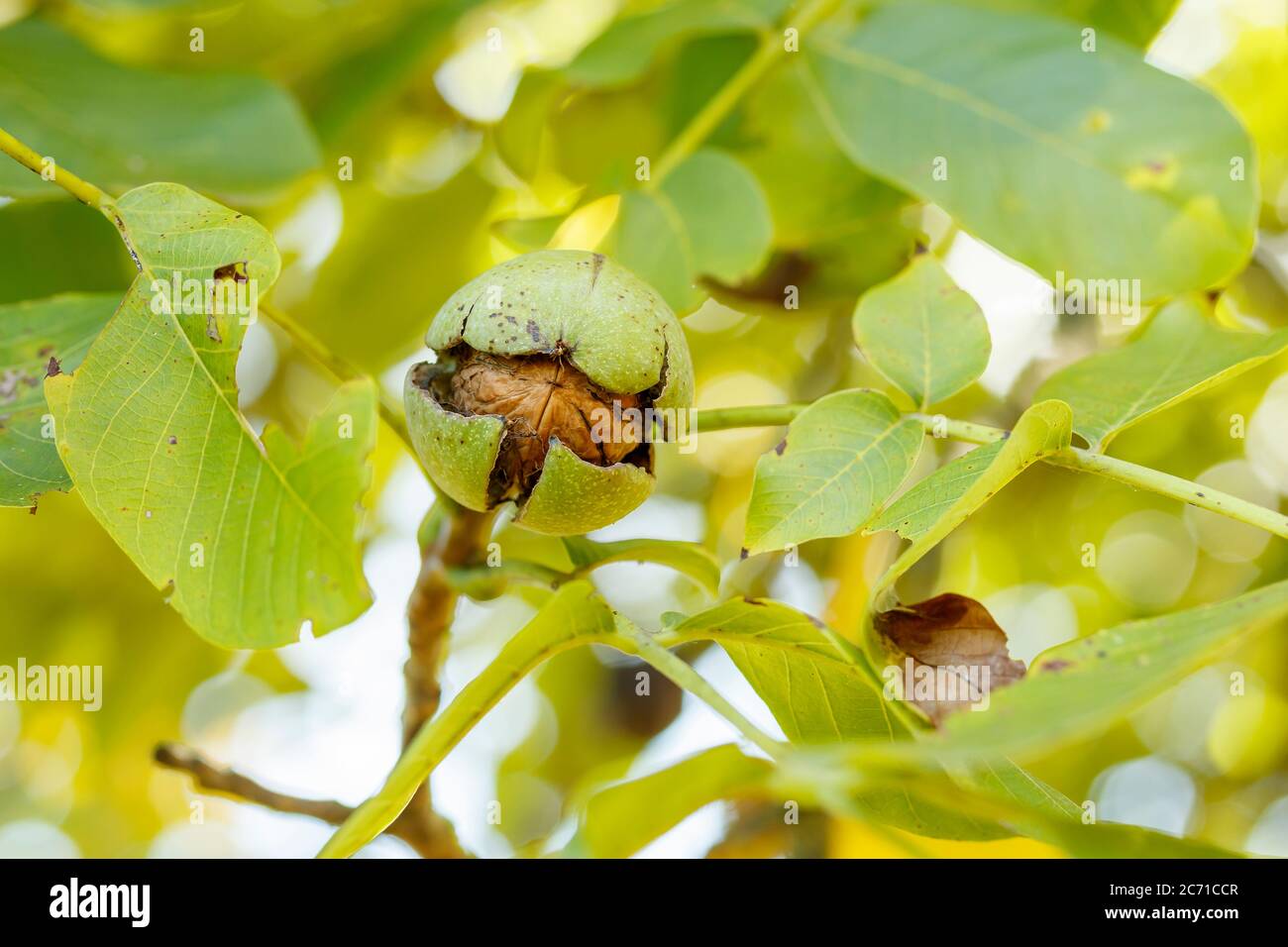 Walnut Tree Nut Open High Resolution Stock Photography and Images - Alamy