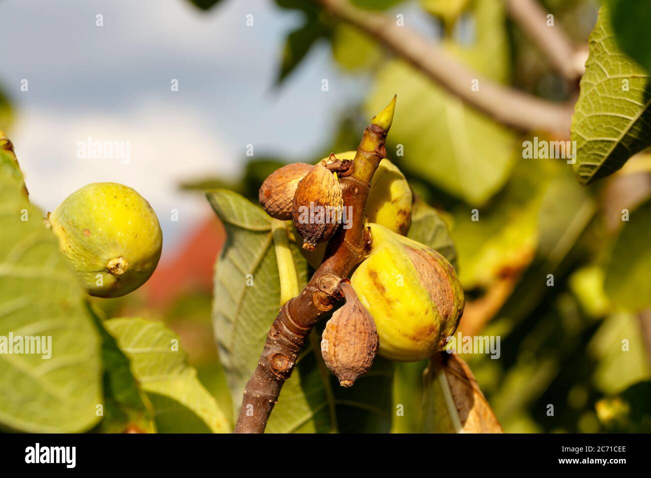 Spoiled figs hi-res stock photography and images - Alamy