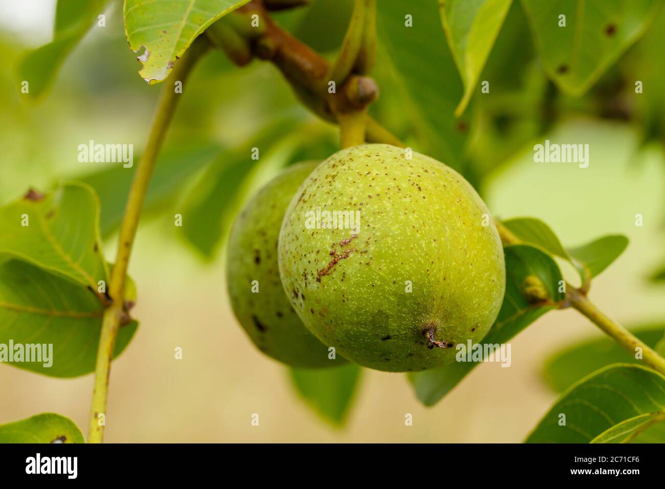 Walnut plantation hi-res stock photography and images - Alamy