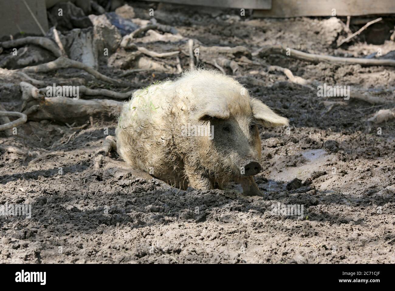 Funny pig in the mud on a farm Stock Photo - Alamy