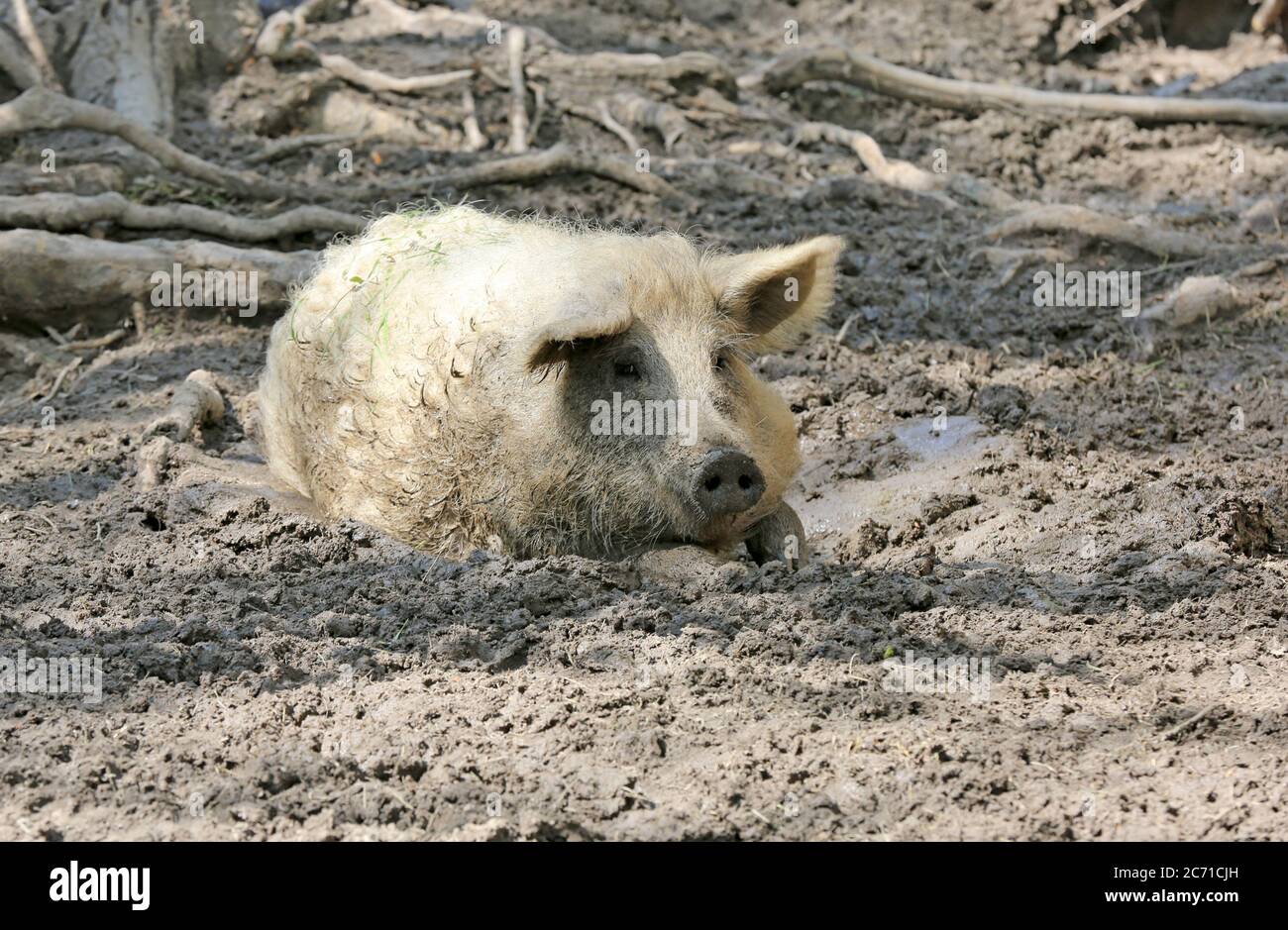 funny pig sit in mud on rural farm Stock Photo - Alamy