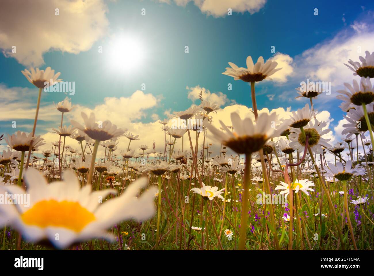 Field of daisies in sunlight, wild flowers meadow Stock Photo - Alamy