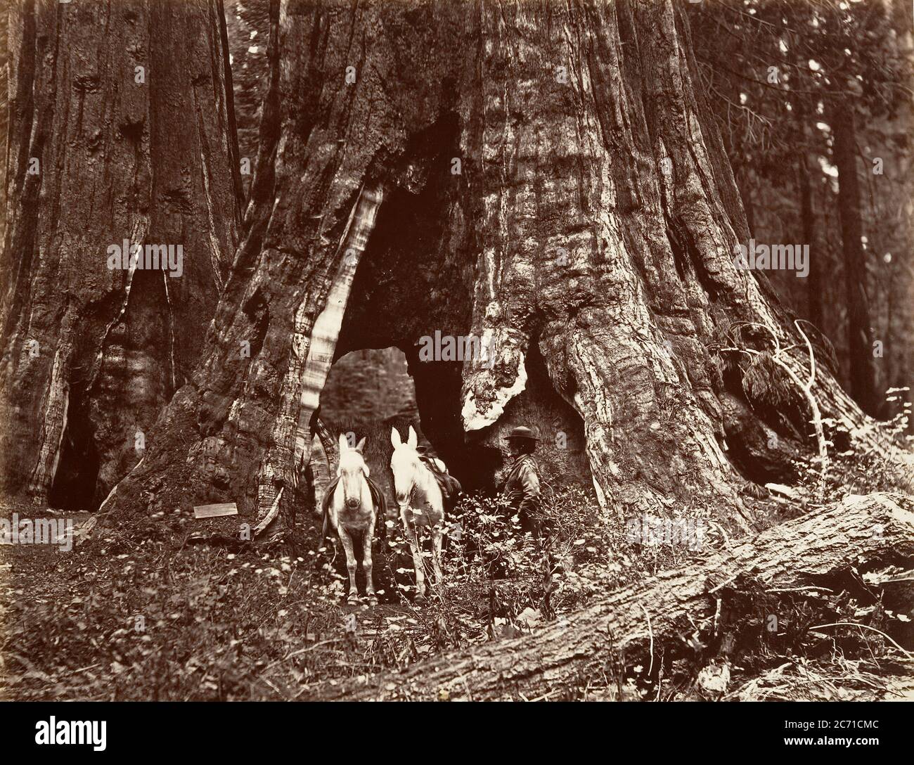 94 feet circumference hi-res stock photography and images - Alamy