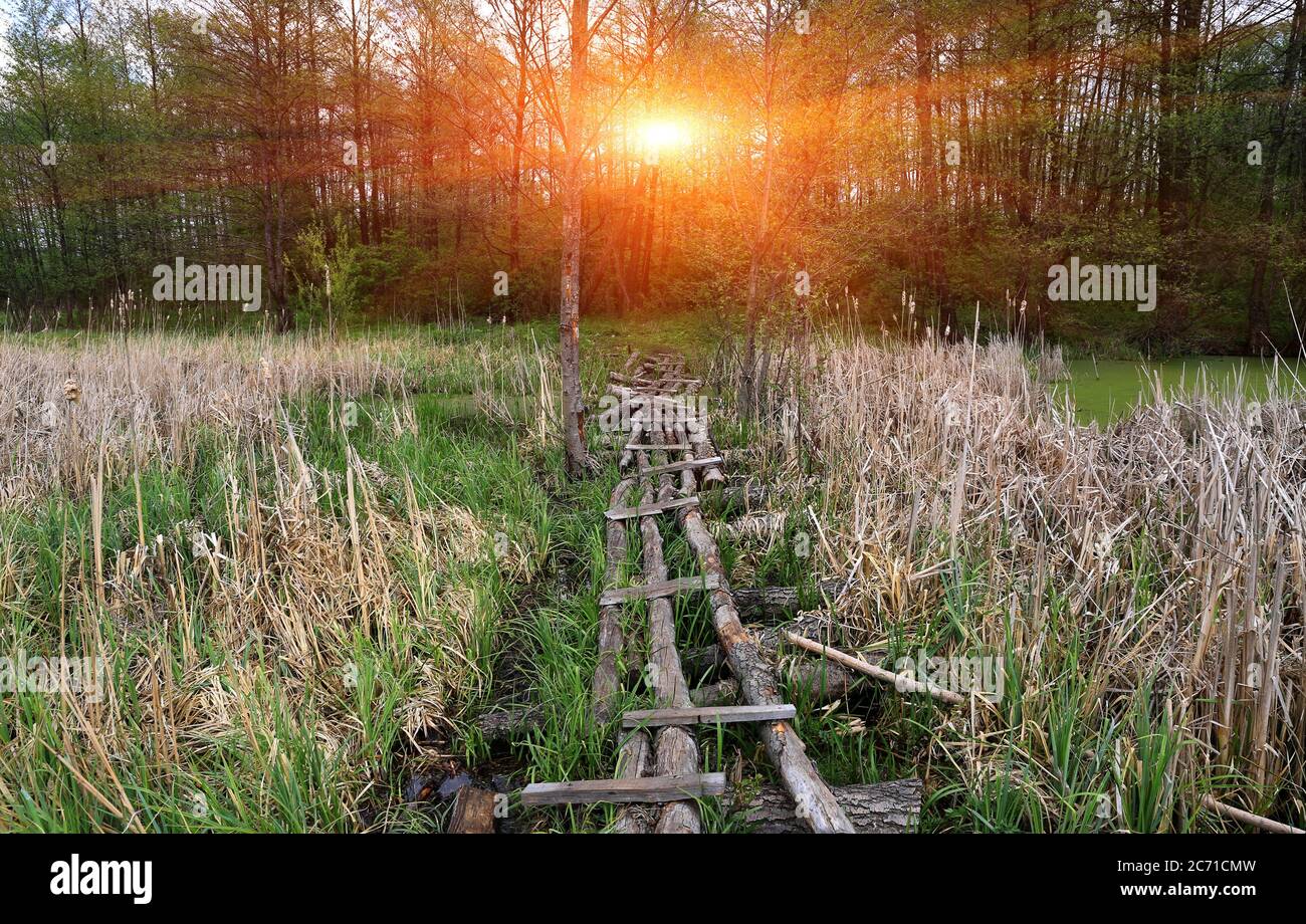 log bridge across the swamp in forest on sunset background Stock Photo ...