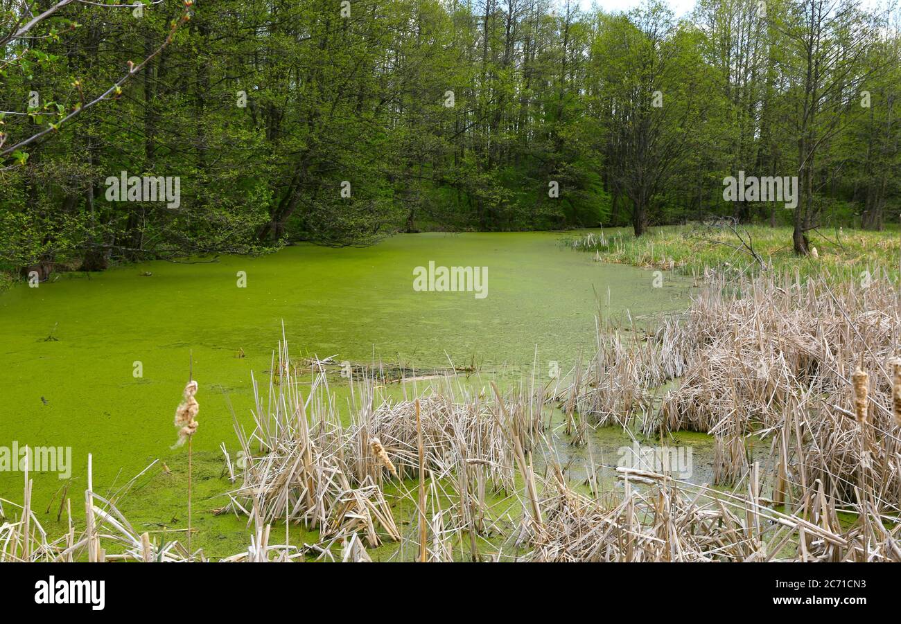 Marsh wetlands swamp green algae hi-res stock photography and images ...