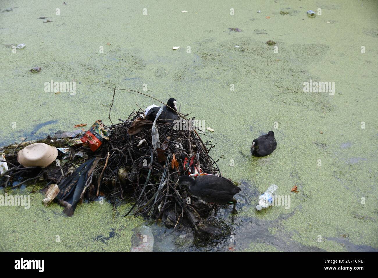 Waterfowl and garbage hi-res stock photography and images - Alamy