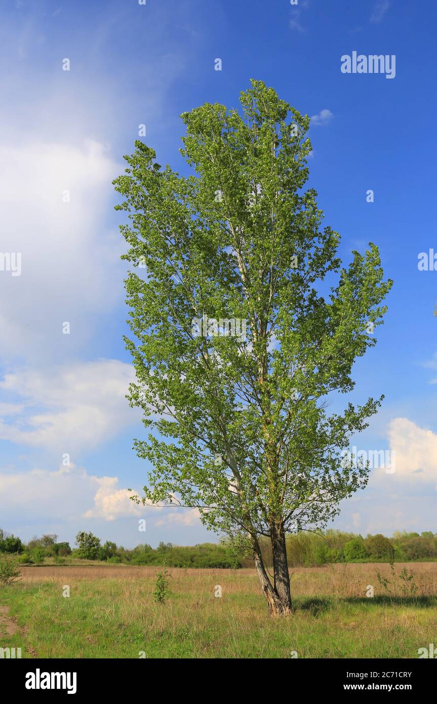 Lonely poplar hi-res stock photography and images - Alamy