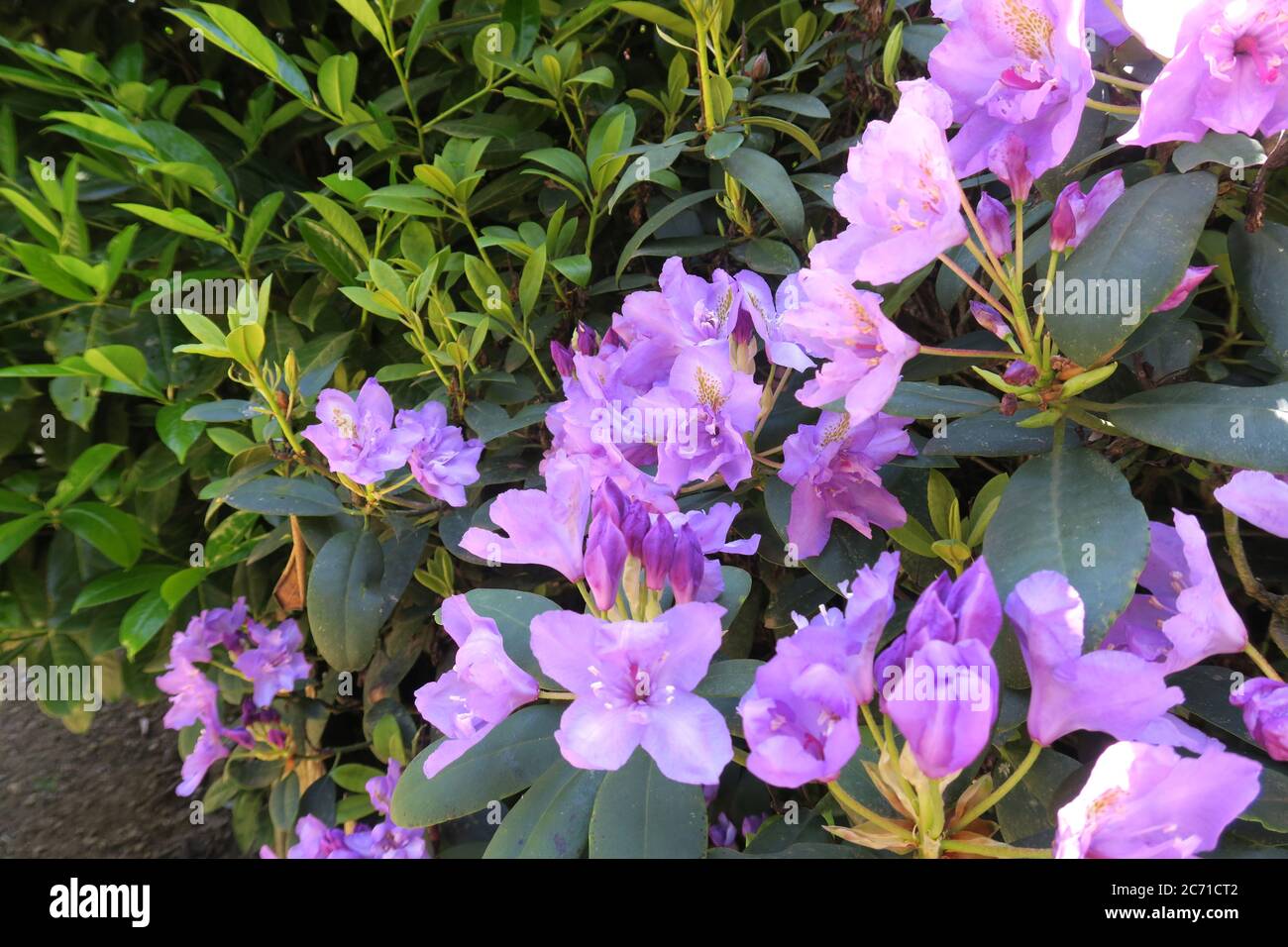 Lavender rhododendron hi-res stock photography and images - Alamy