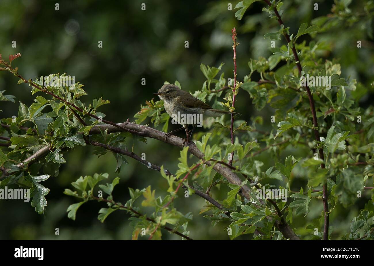 Gavin rowley hi-res stock photography and images - Alamy