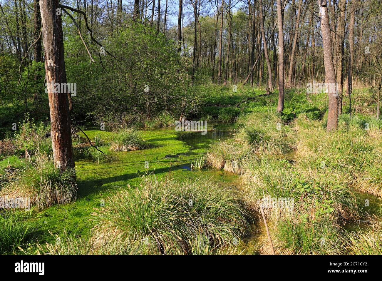 Landscape with green bog in forest Stock Photo - Alamy