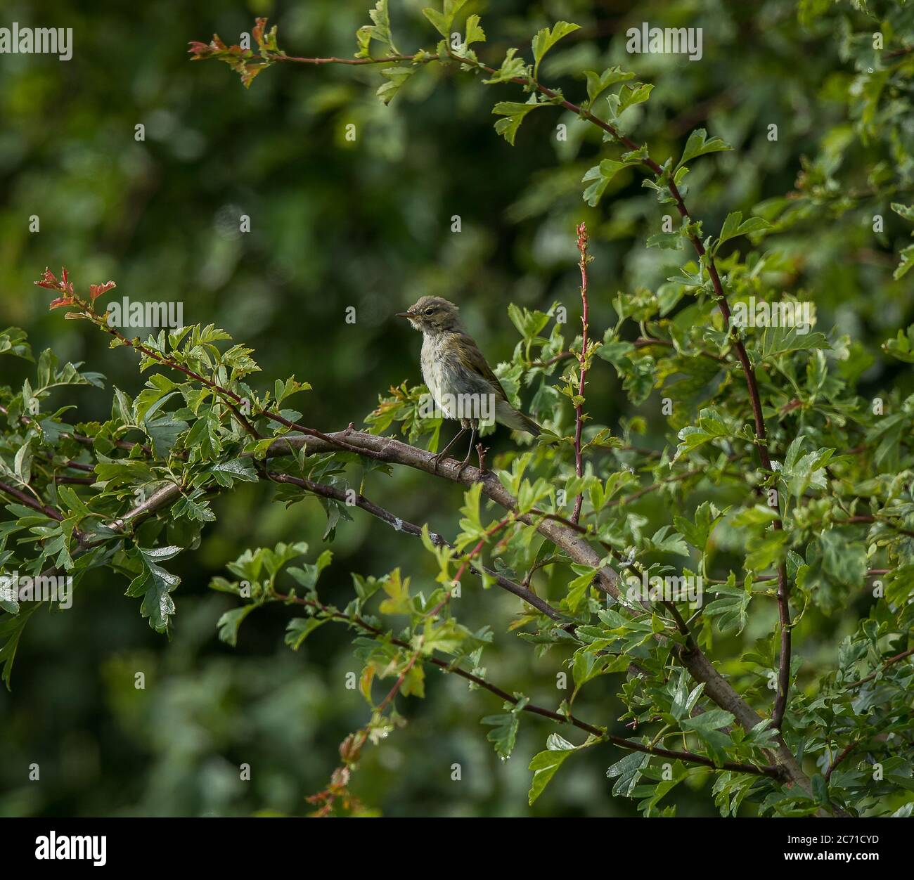 Gavin rowley hi-res stock photography and images - Alamy