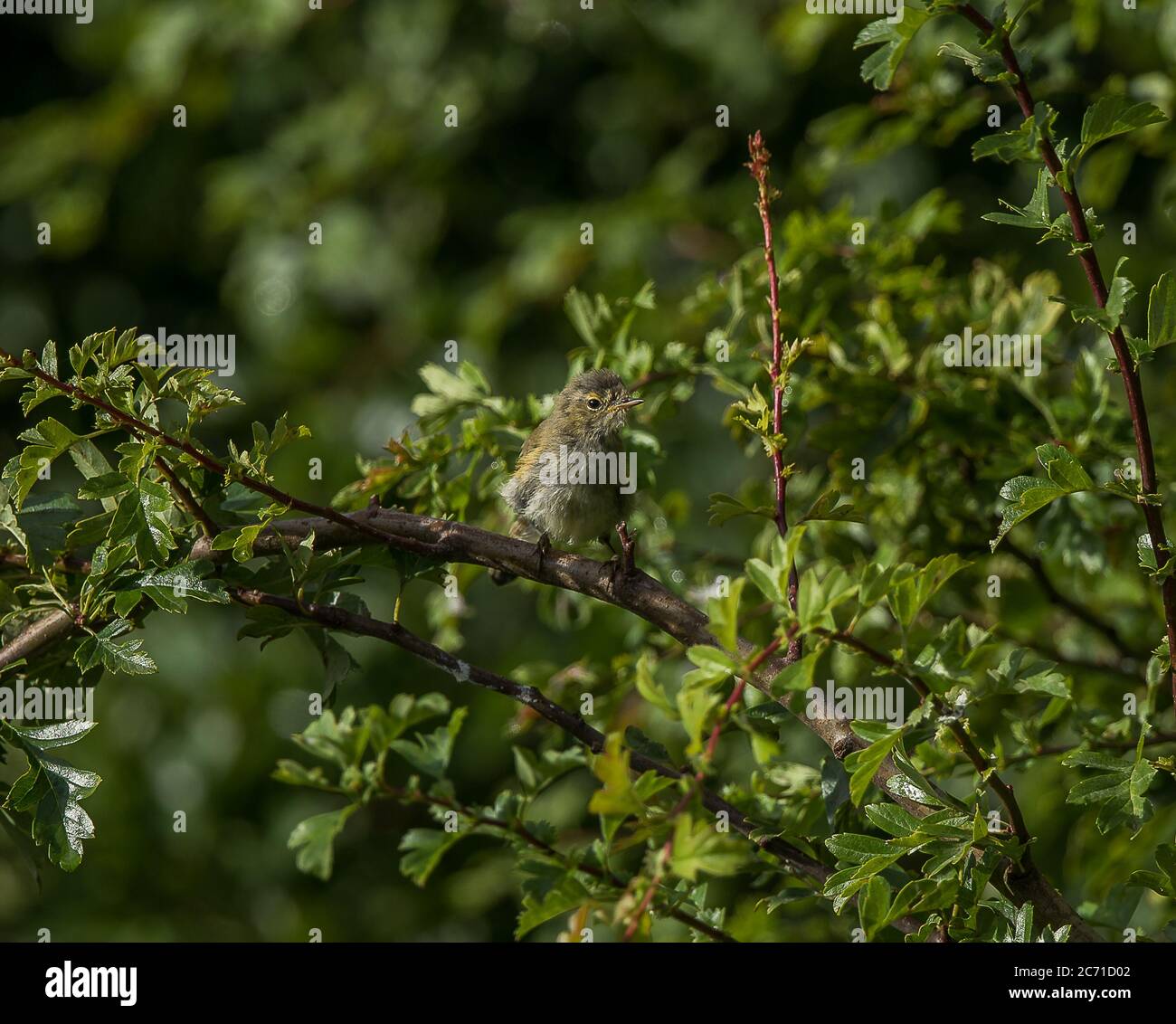 Gavin rowley hi-res stock photography and images - Alamy