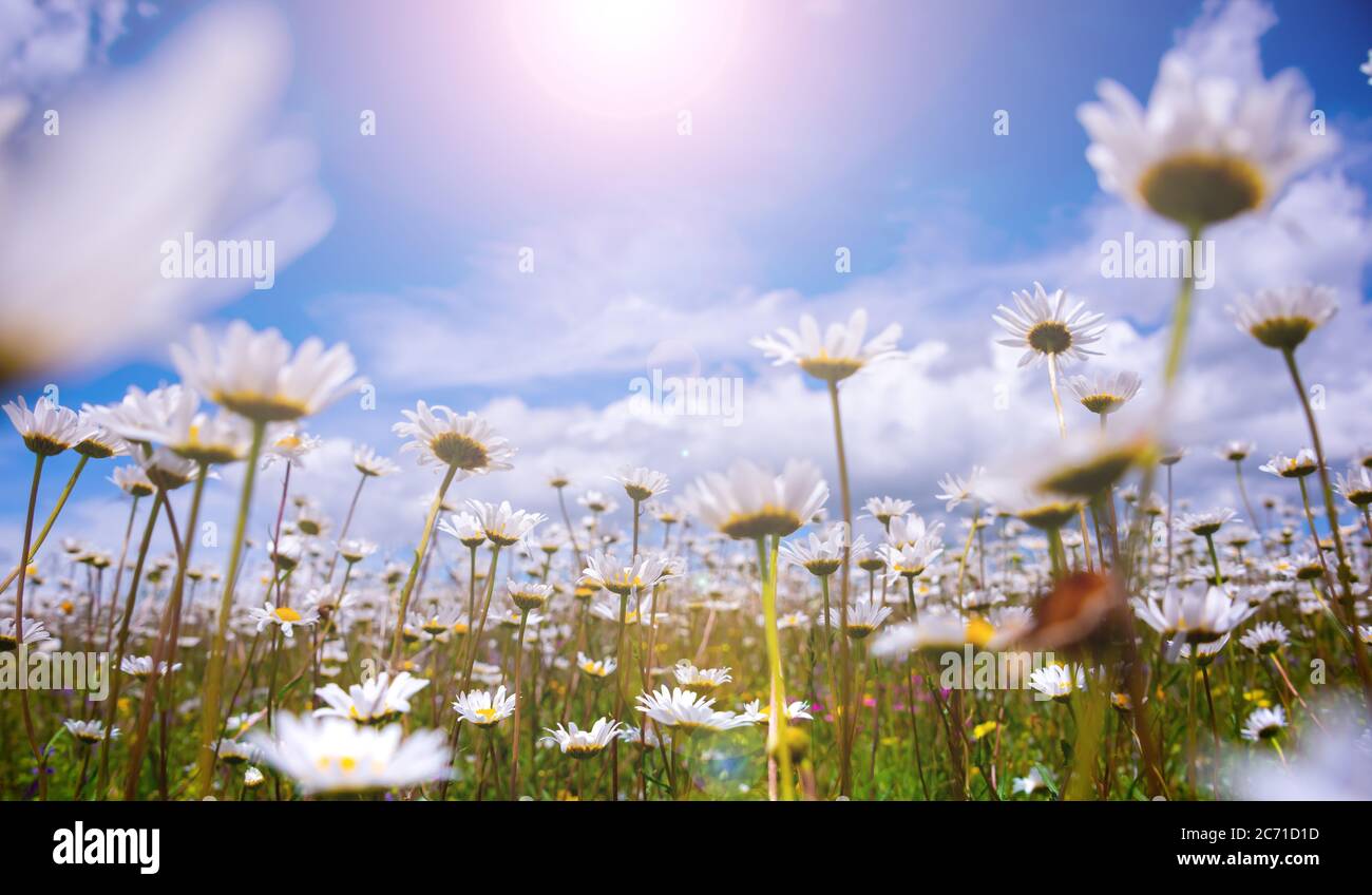 Field of daisies in sunlight, wild flowers meadow Stock Photo - Alamy