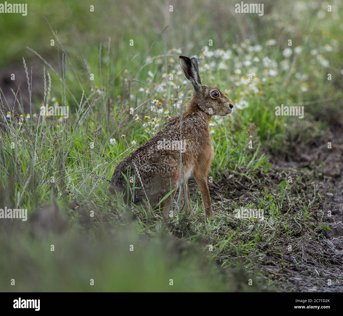 Gavin rowley hi-res stock photography and images - Alamy
