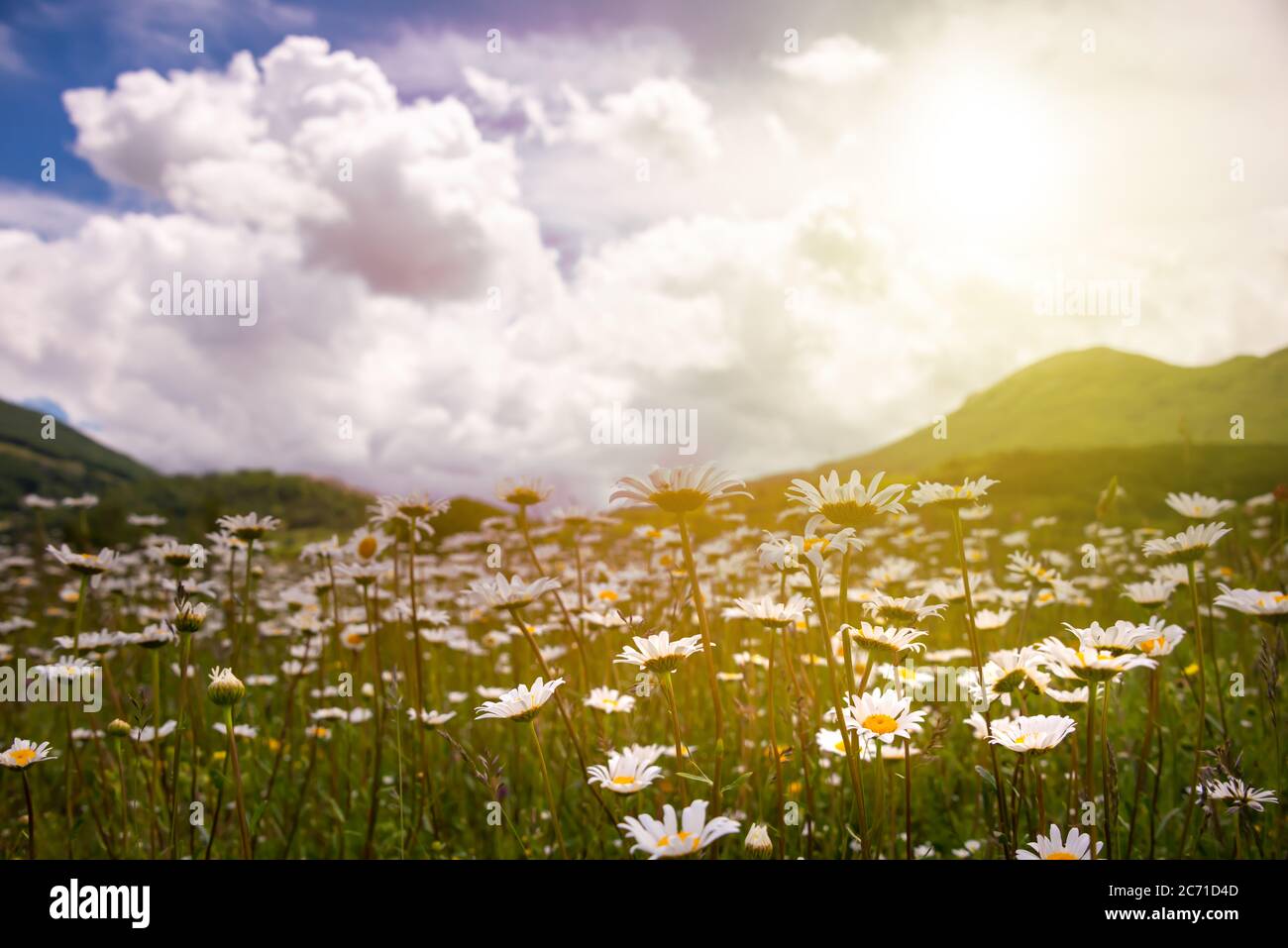 Field of daisies in sunlight, wild flowers meadow Stock Photo - Alamy