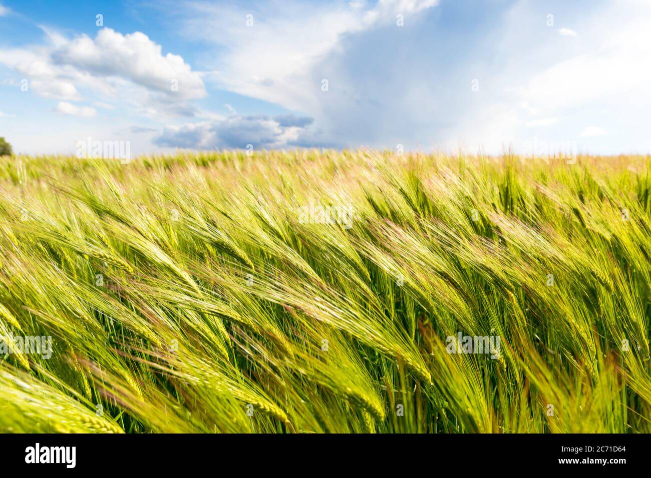 landscape with crop field under nice sky Stock Photo - Alamy