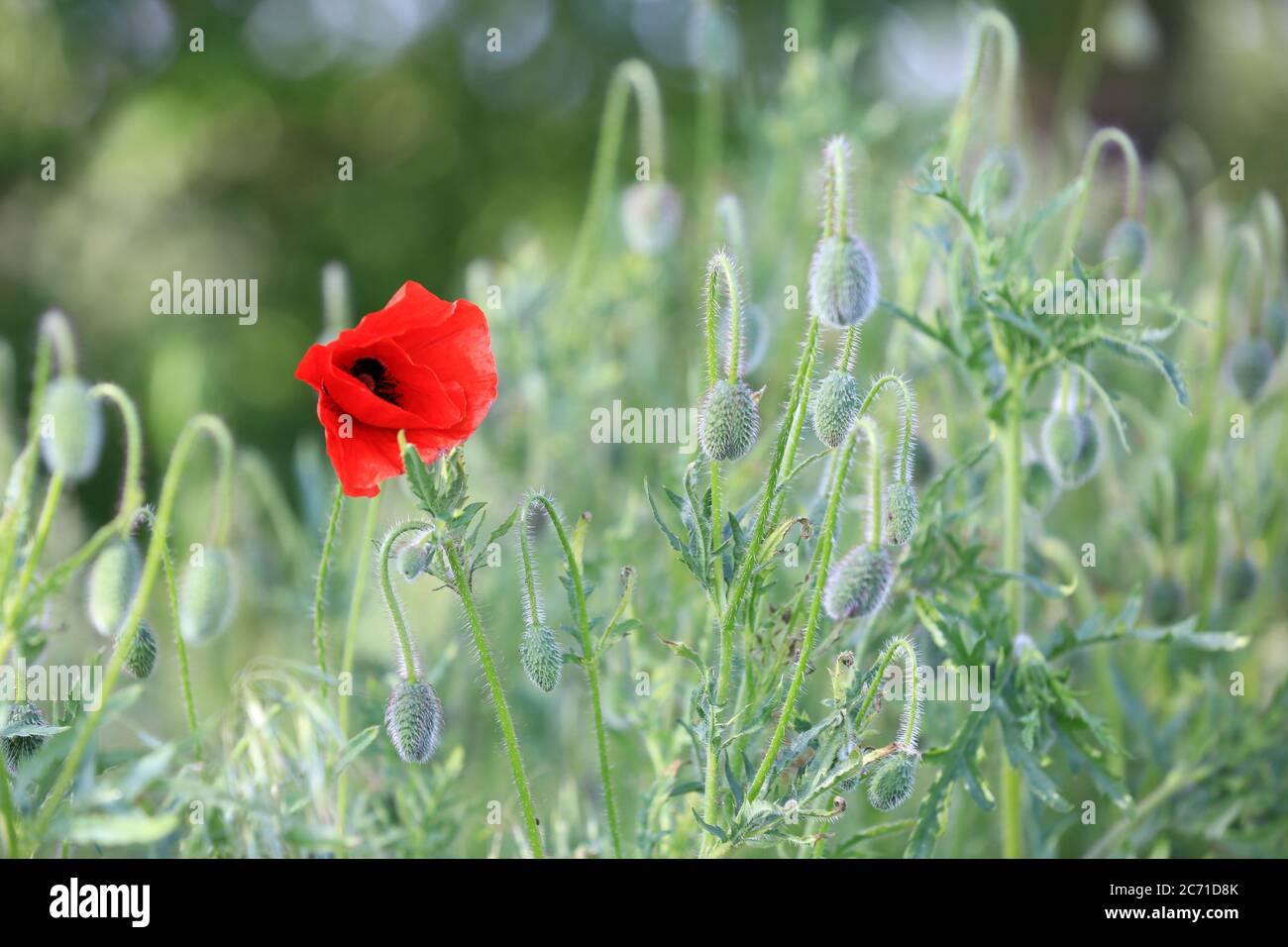 wild poppy flowers on summer meadow Stock Photo - Alamy