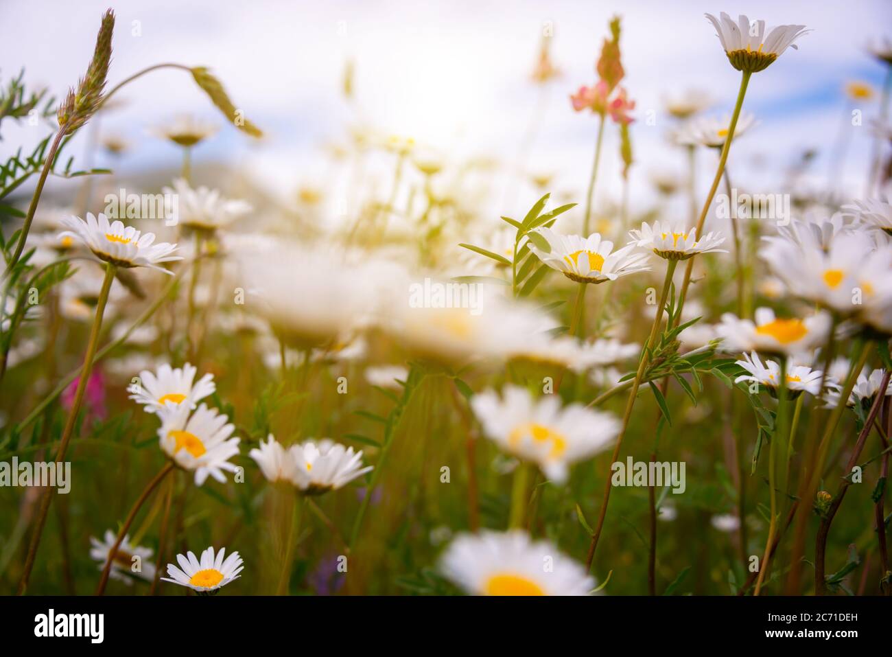 Field of daisies in sunlight, wild flowers meadow Stock Photo - Alamy