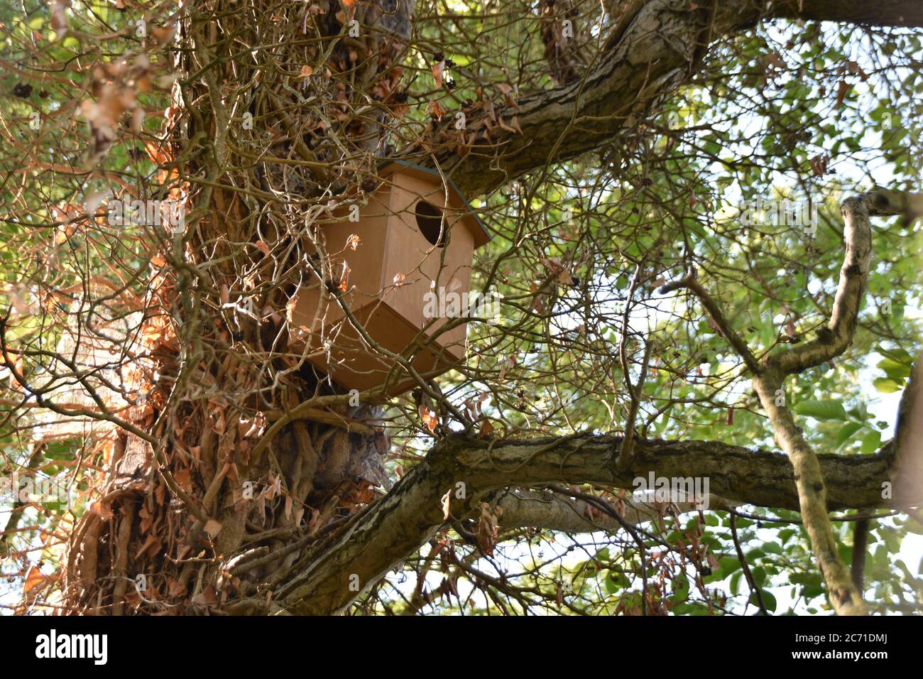 Wooden nesting or bird box in tree top of old leaf wood in forest ...