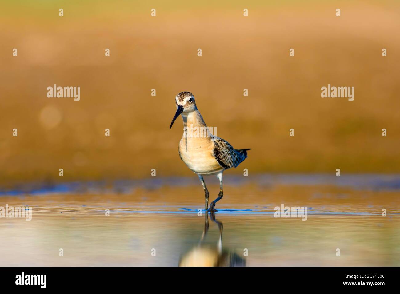 Water bird Sandpiper. Colorful natural background. Common water bird ...