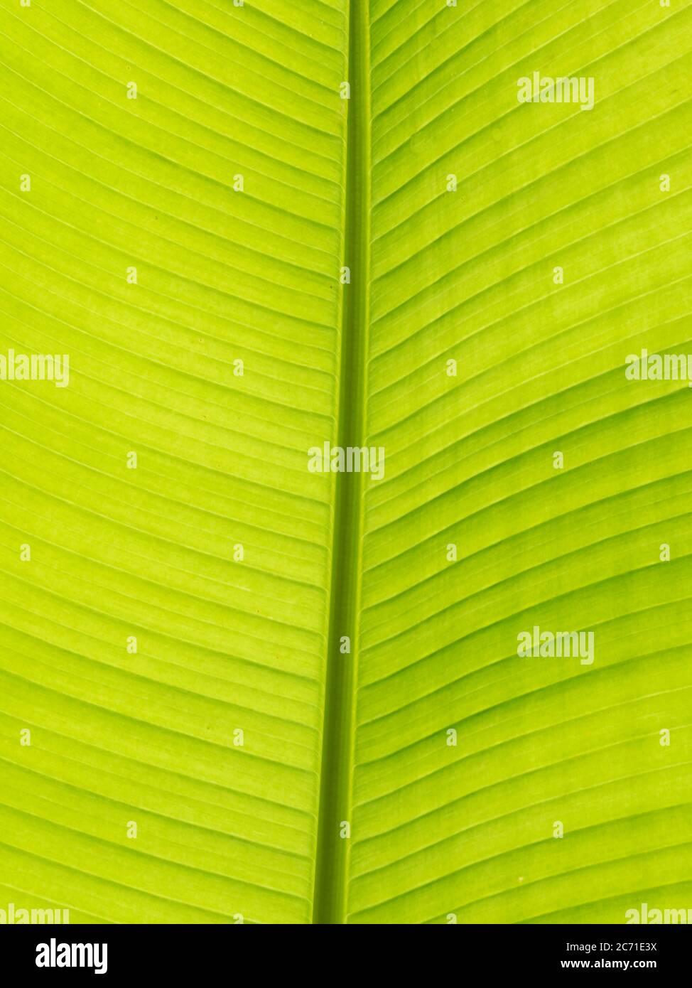 Banana tree texture hi-res stock photography and images - Alamy