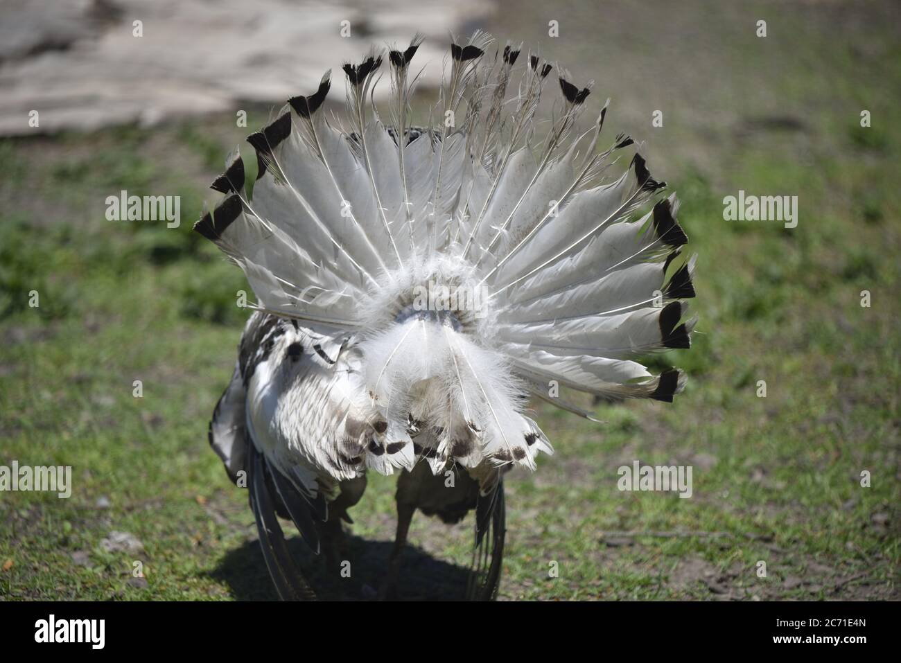Rear view of white and black turkey Stock Photo - Alamy