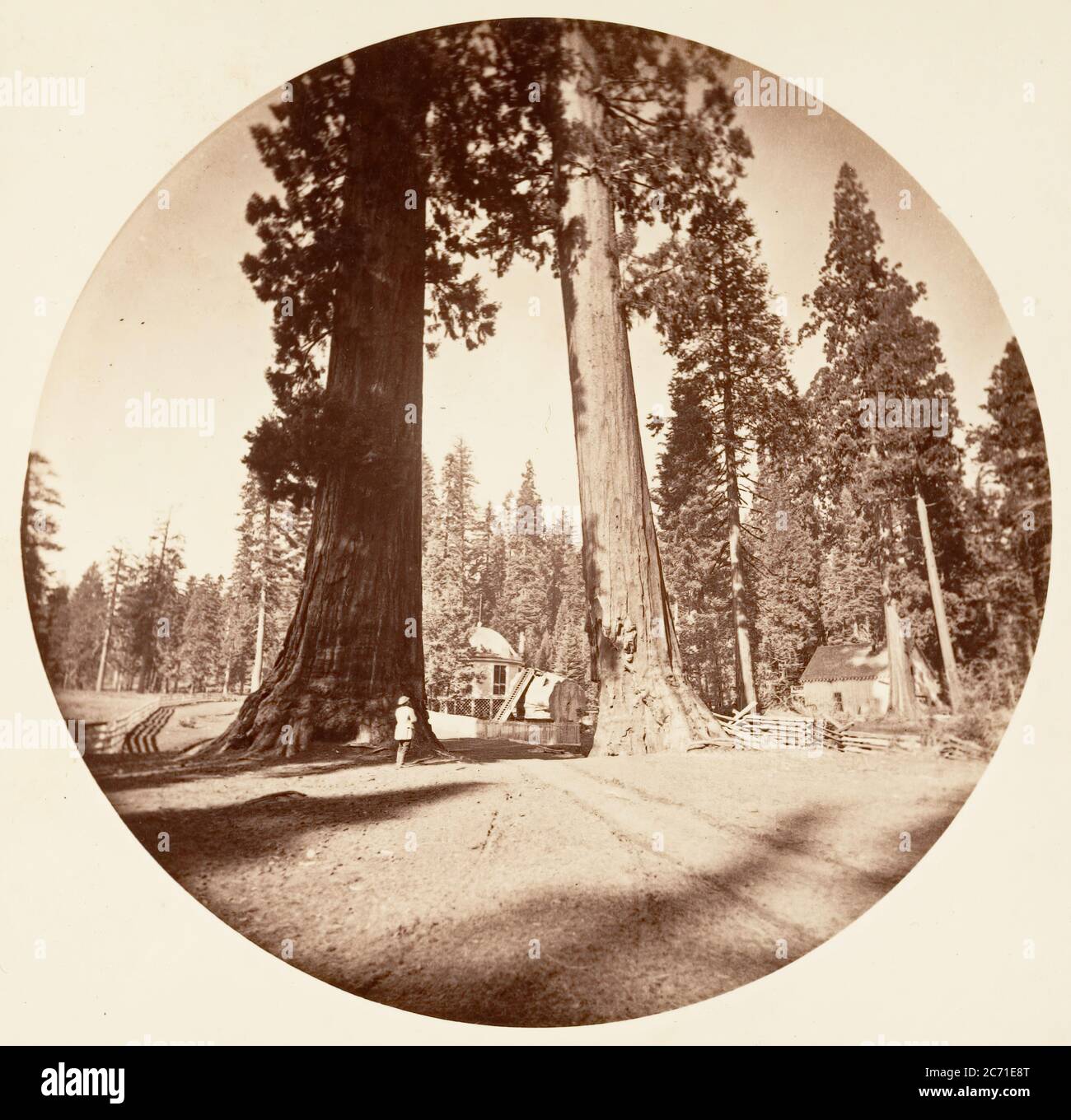 Calaveras grove big tree hi-res stock photography and images - Alamy