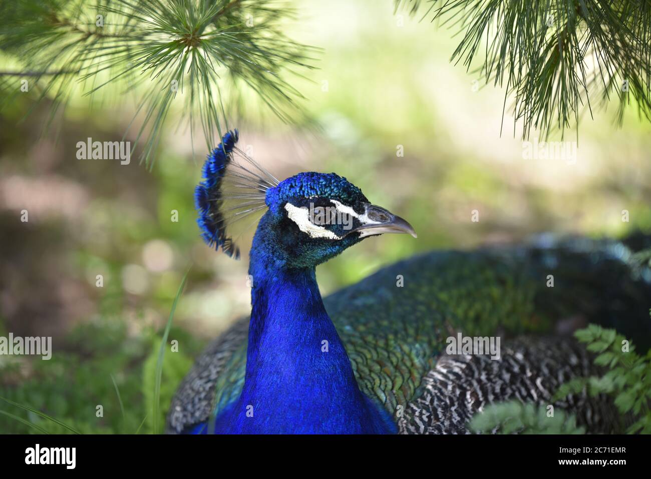 Closeup of peacock facing right with leaves and grass in background ...