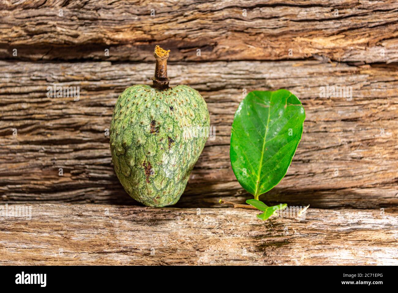 Atemoia fruit and leaf. Atemoia is a hybrid fruit that is obtained by ...