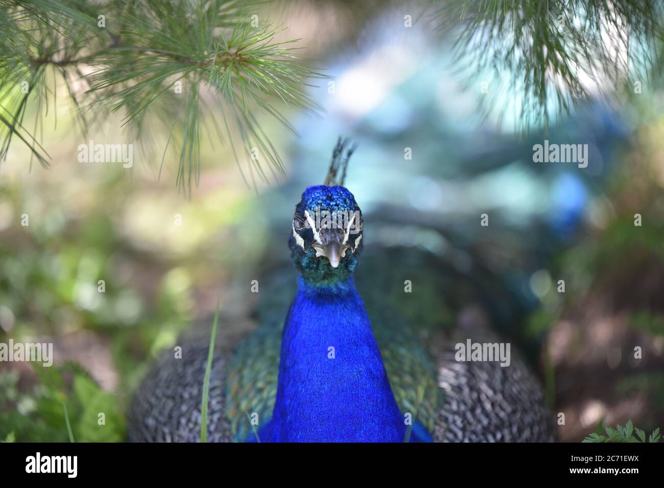 Closeup of peacock hi-res stock photography and images - Alamy