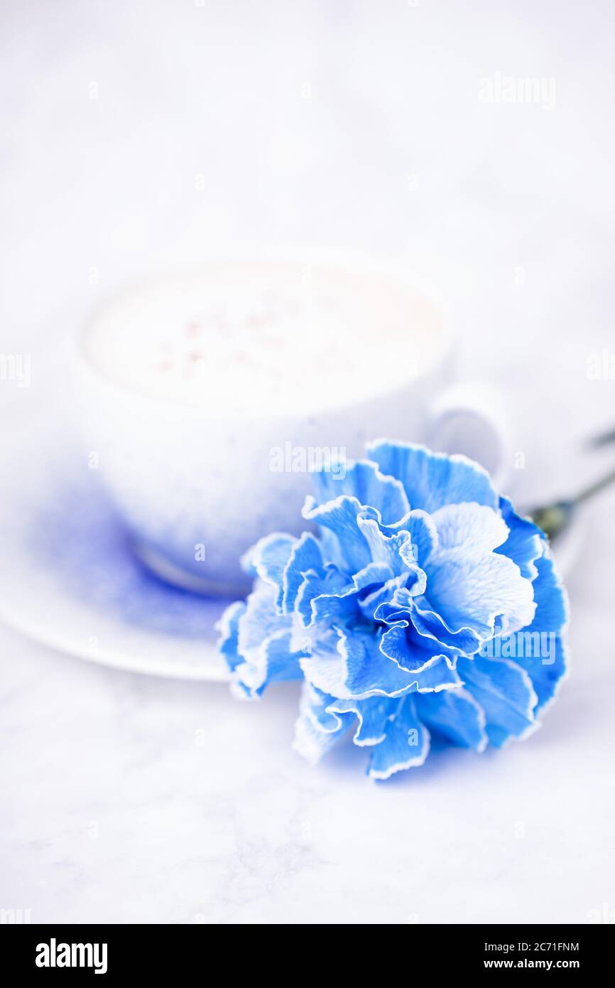 Blue Carnation Flowers Wallpaper
