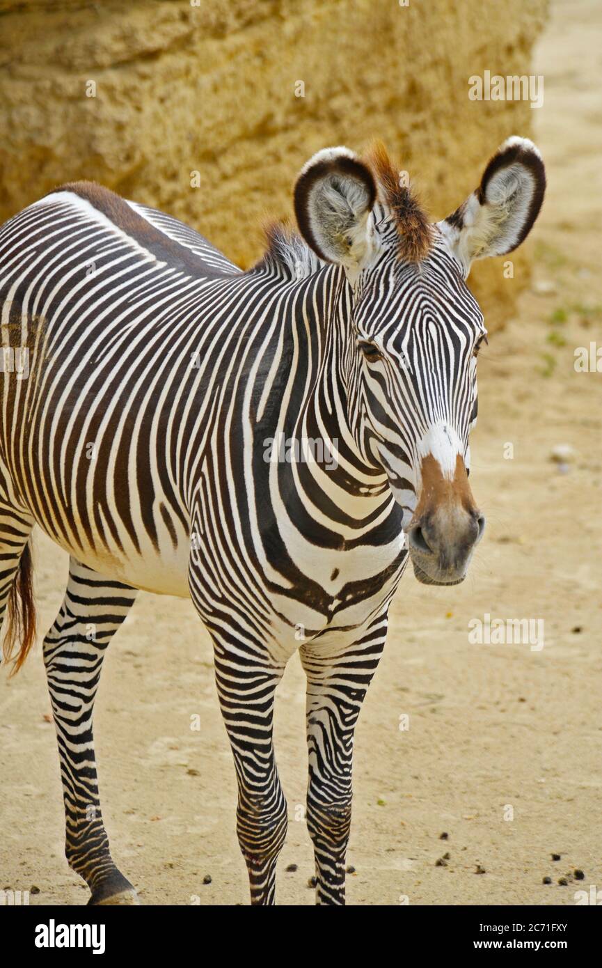Four plains zebra in hi-res stock photography and images - Alamy