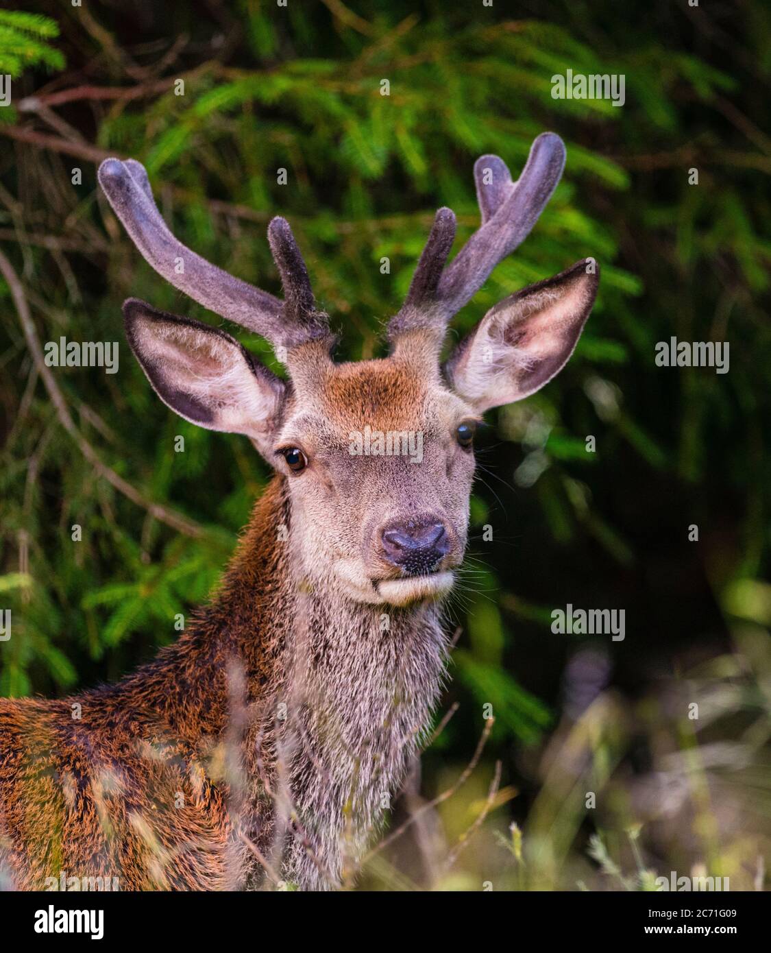 Red deer in the wild in Western Norway Stock Photo - Alamy
