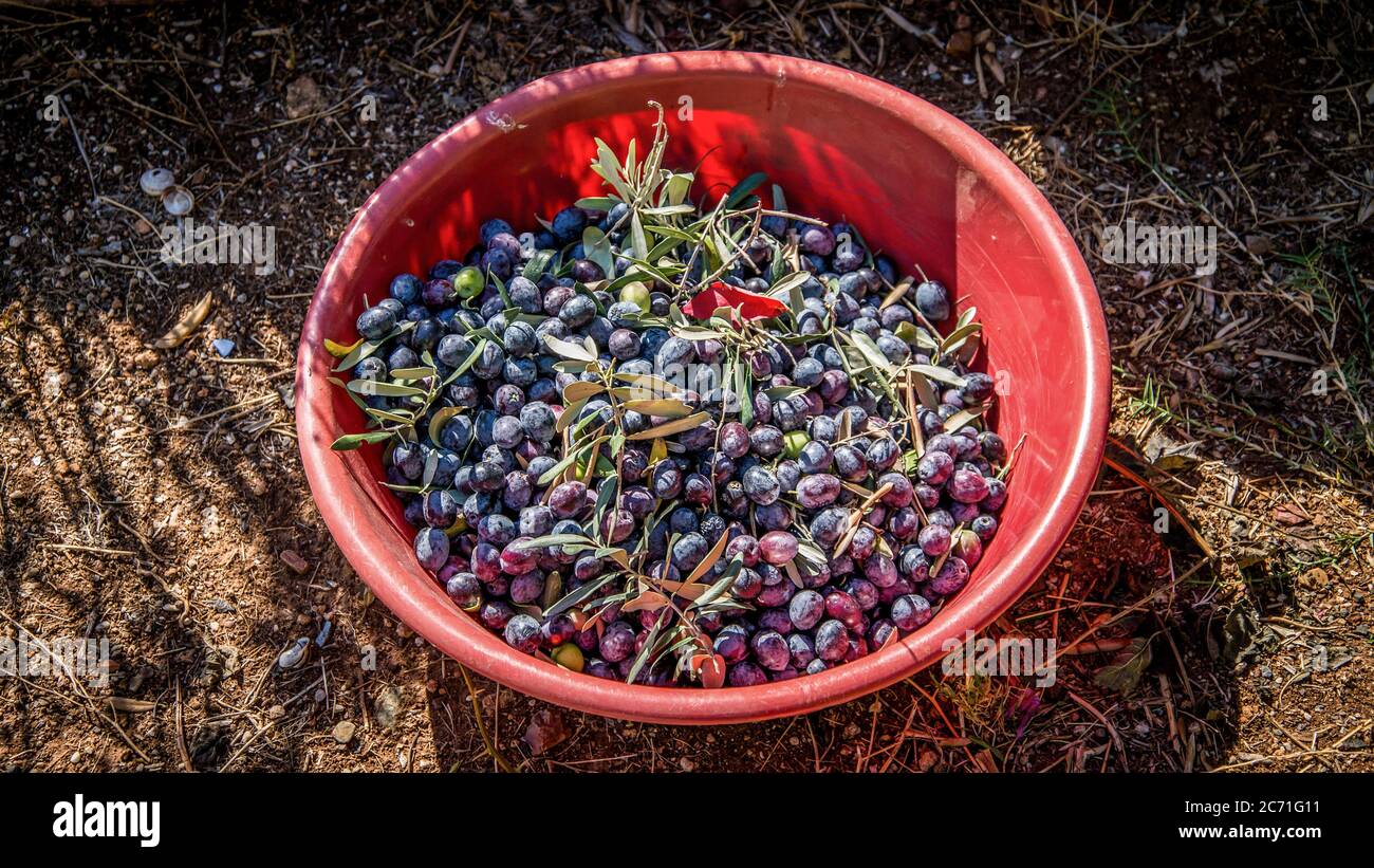 Mediterranean crop turkey hi-res stock photography and images - Alamy