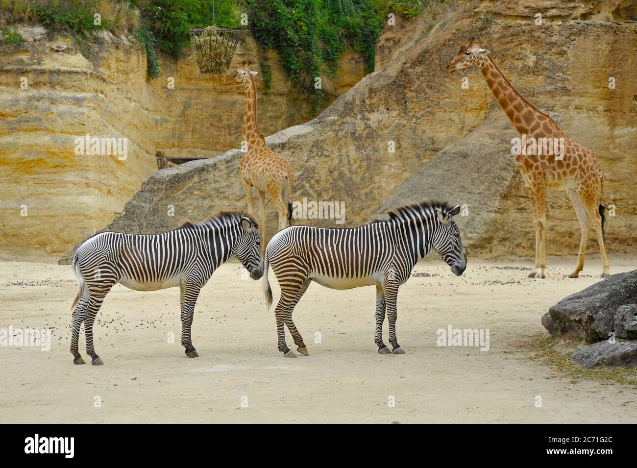 Zebras and giraffes hi-res stock photography and images - Alamy
