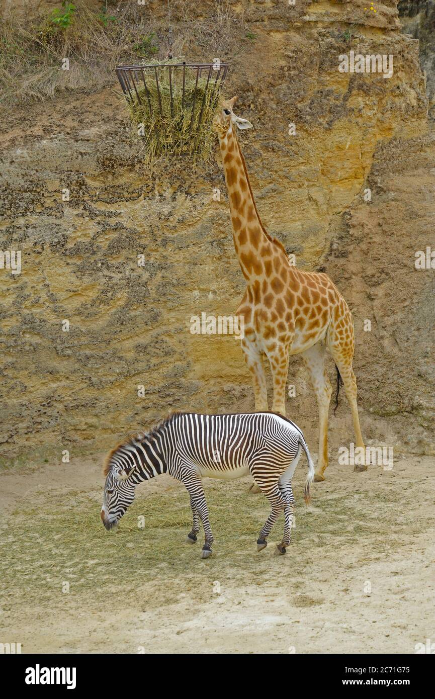 Baby Zebras And Giraffes