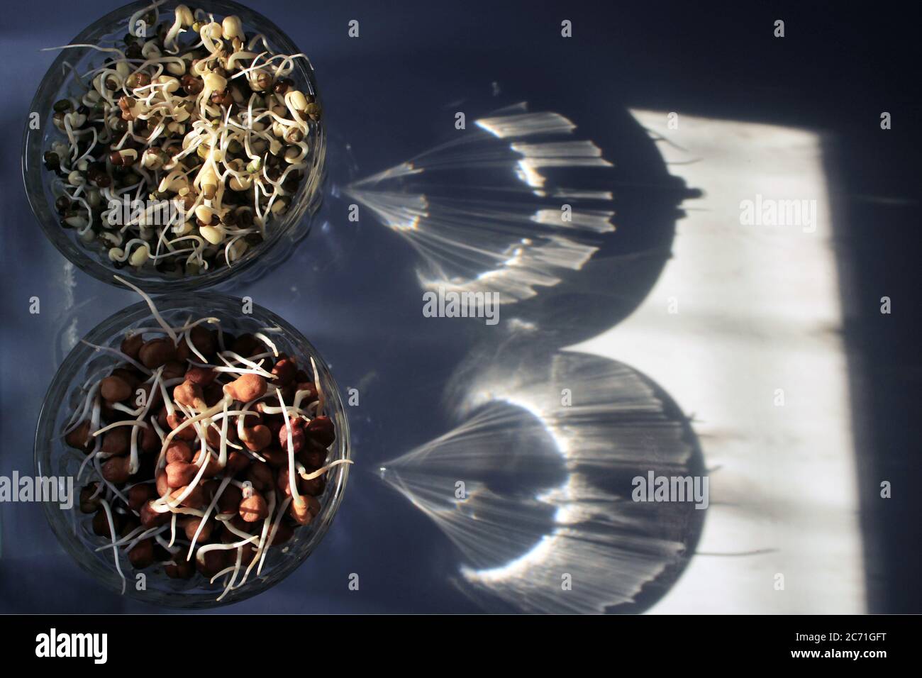 Fresh Sprouted green gram isolated with white background. Germinating ...