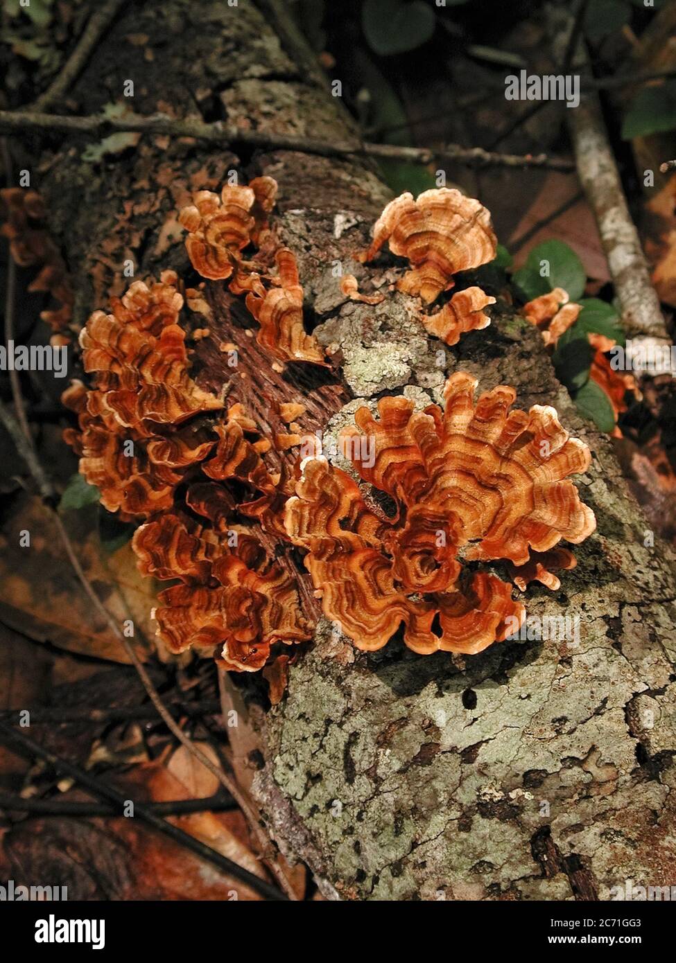 Mushrooms are a form of fungi found in natural settings around the ...