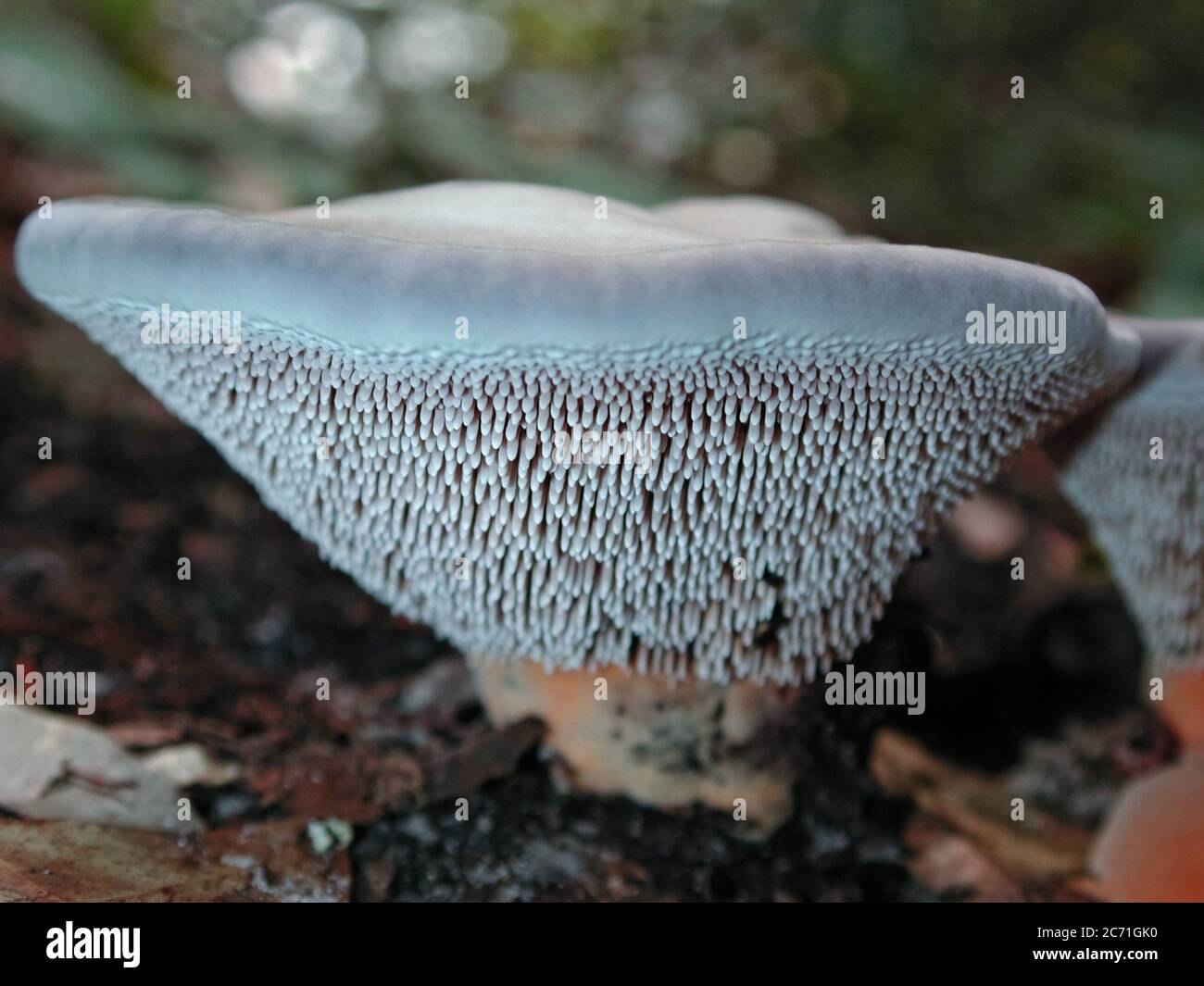 Hydnaceae tooth fungi hi-res stock photography and images - Alamy